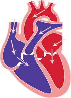 UOHI Cardiac Assessment Tutorial