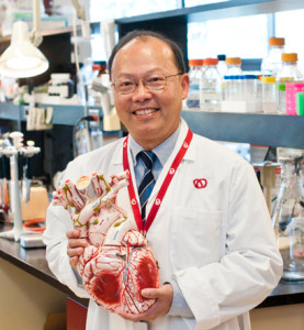 Vaisseaux sanguins vieillissants et rôle des biomarqueurs | Institut de ...